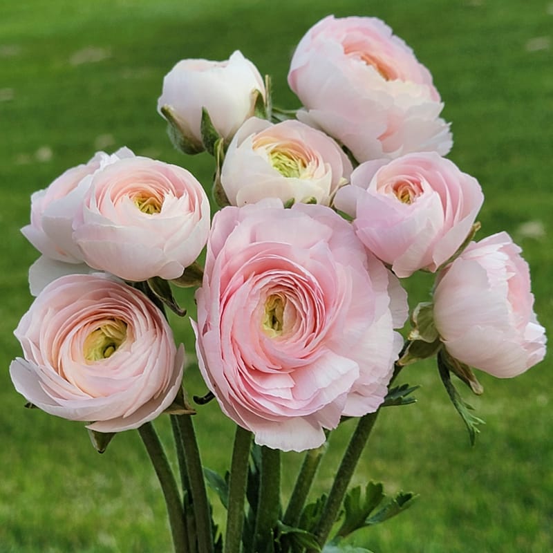 CLONE Ginette Ranunculus Corms (5 EXTRA-LARGE Corms!) - Monarch Gardens