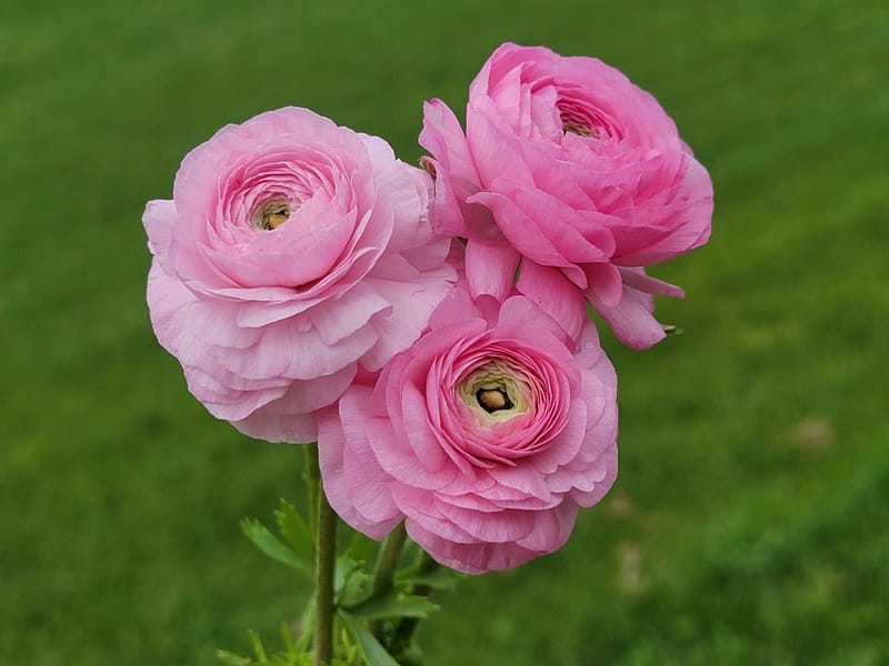 Italian Elegance Ranunculus - Monarch Gardens