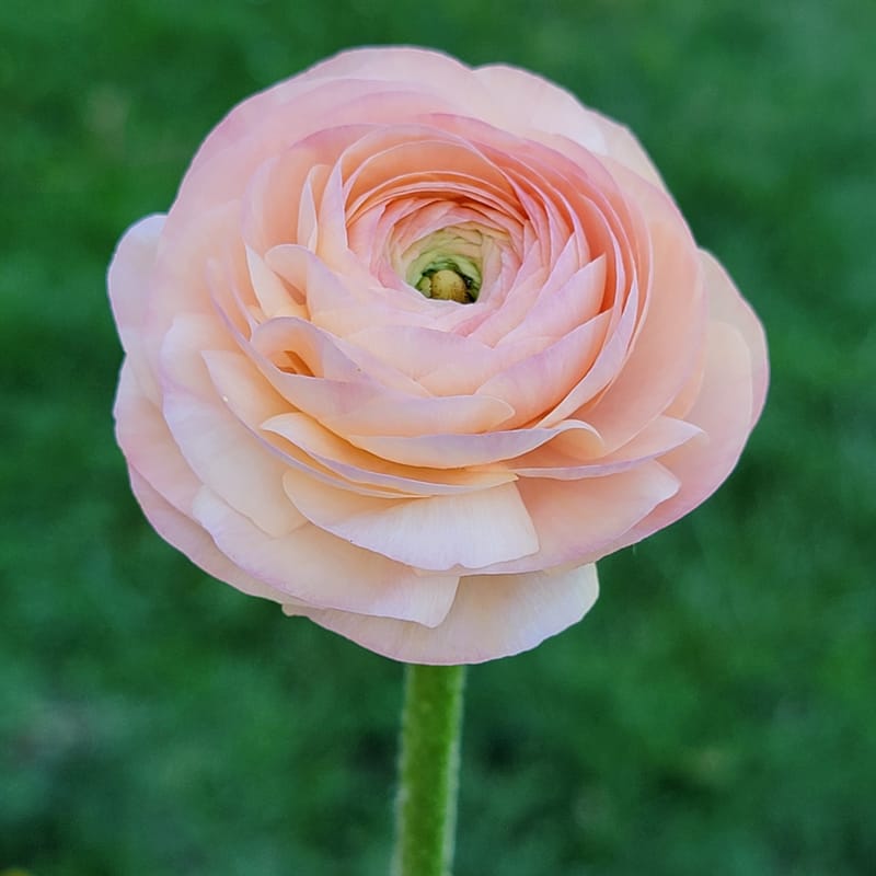 Elegance Milka Ranunculus (10 Extra-Large Corms) - Monarch Gardens