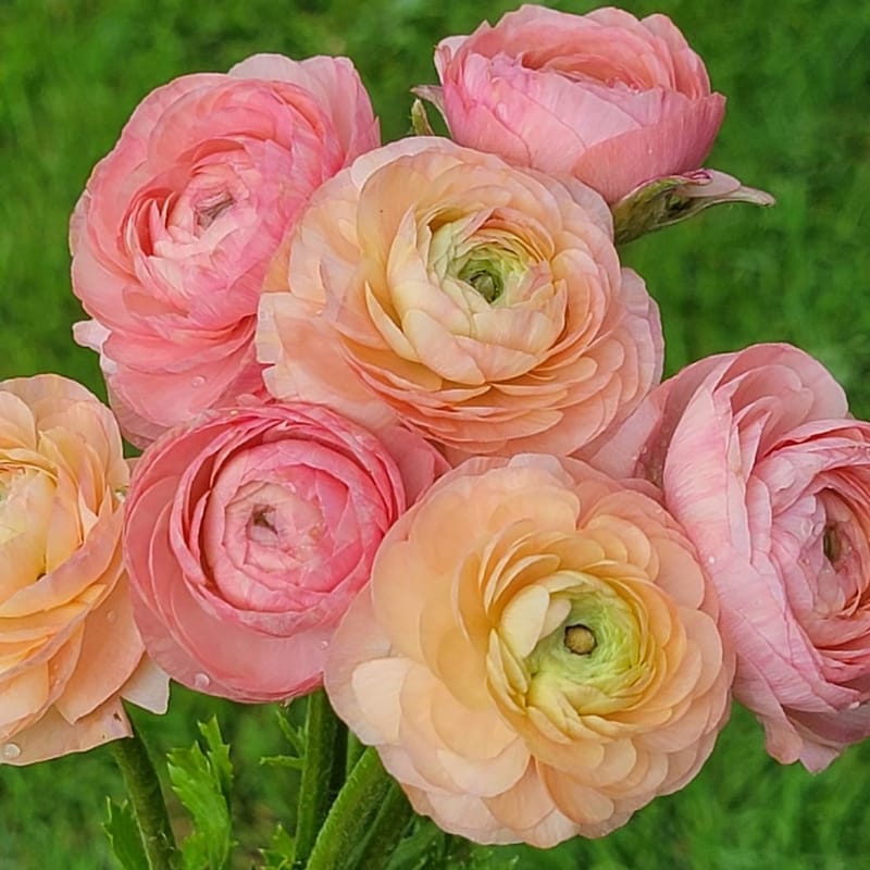 Elegance Milka Ranunculus (10 Extra-Large Corms) - Monarch Gardens