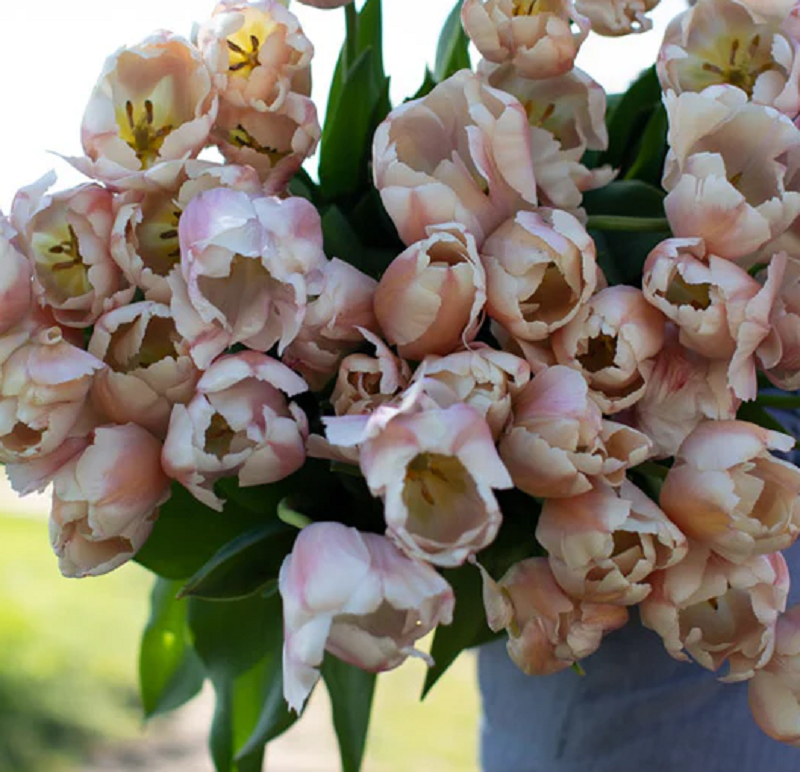 Apricot Pride Tulip (10 bulbs) - Monarch Gardens