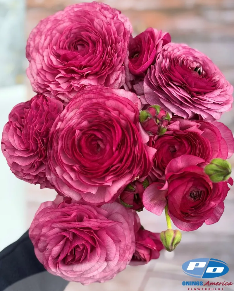 Italian Elegance Ranunculus - Monarch Gardens