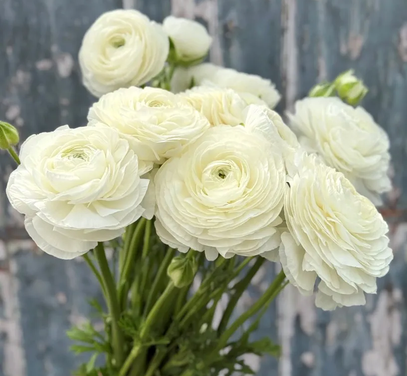 Italian Elegance Ranunculus - Monarch Gardens