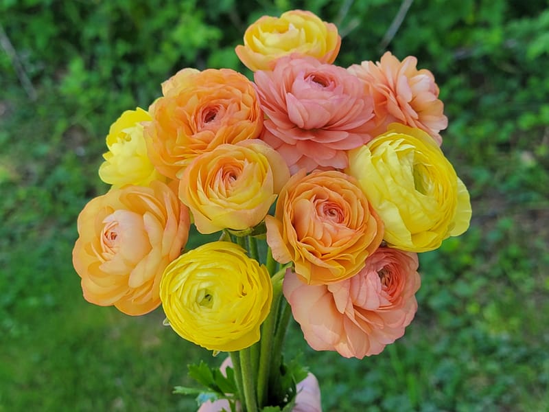 Amandine Lemon Pastel Ranunculus (10 Large corms) - Monarch Gardens