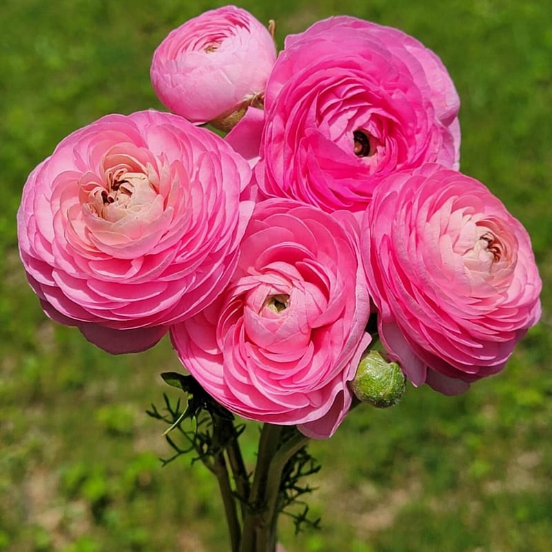 Amandine Tiger Ranunculus (10 Large Corms) - Monarch Gardens