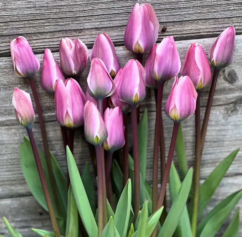 50-pack of Light and Dreamy Triumph Tulips - Monarch Gardens