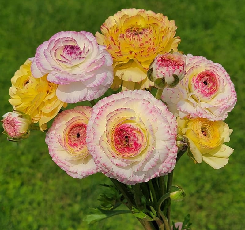 Amandine Tiger Ranunculus (10 Large Corms) - Monarch Gardens