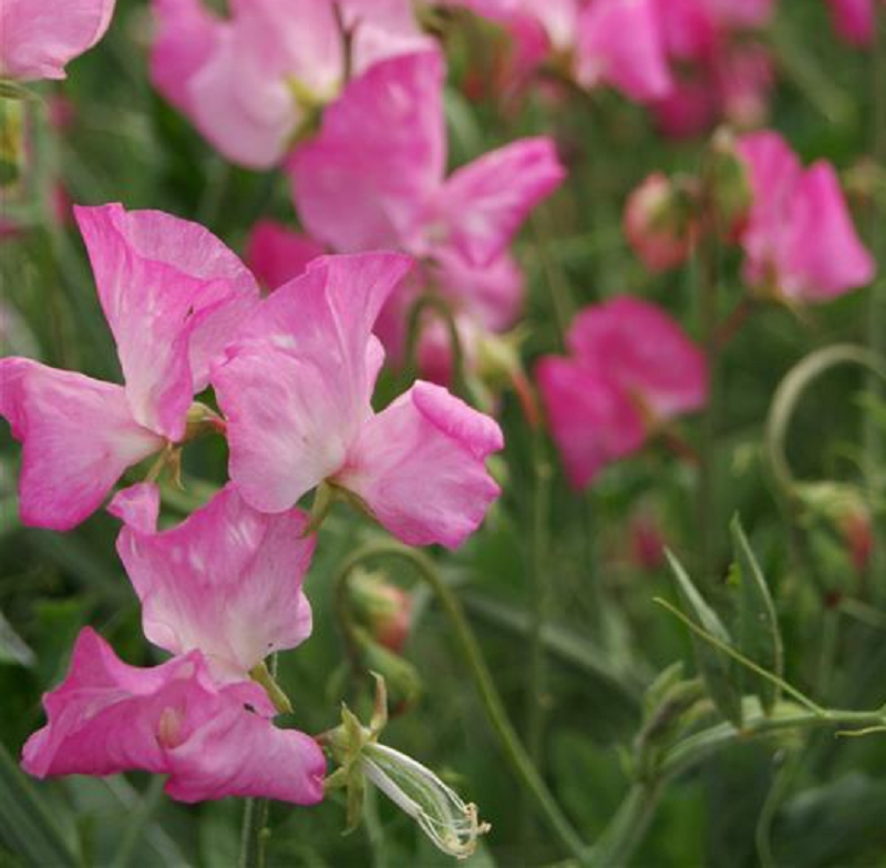 Sweet Pea MAMMOTH Rose Pink (30 seeds) - Monarch Gardens