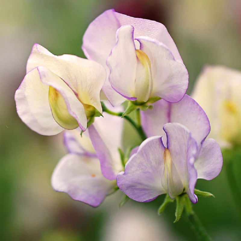 Sweet Pea High Scent (25 seeds) - Monarch Gardens