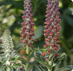 Daucus Dara Dark Red Shades (25 seeds) - Monarch Gardens