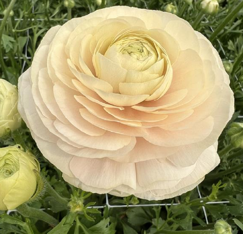 Half Clone Ranunculus - Monarch Gardens