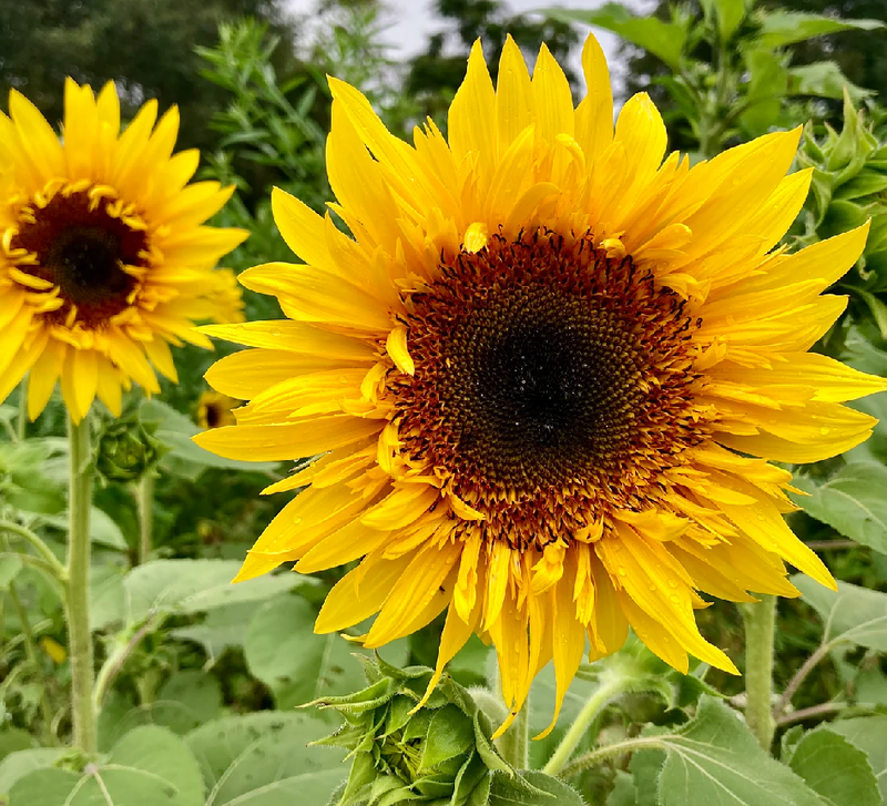 50-seed packet of Starburst™ Panache Sunflower - Monarch Gardens
