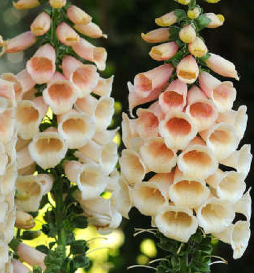 Daucus Dara Dark Red Shades (25 seeds) - Monarch Gardens