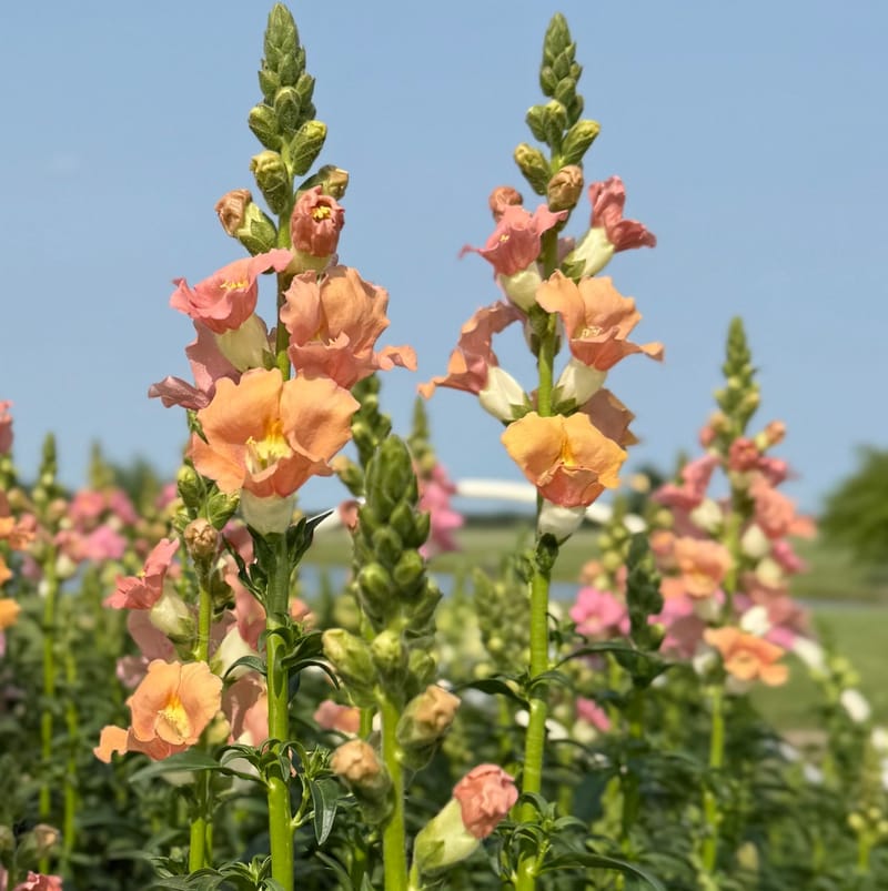 Snapdragon Opus Appleblossom (30 seeds) - late spring/summer/fall ...