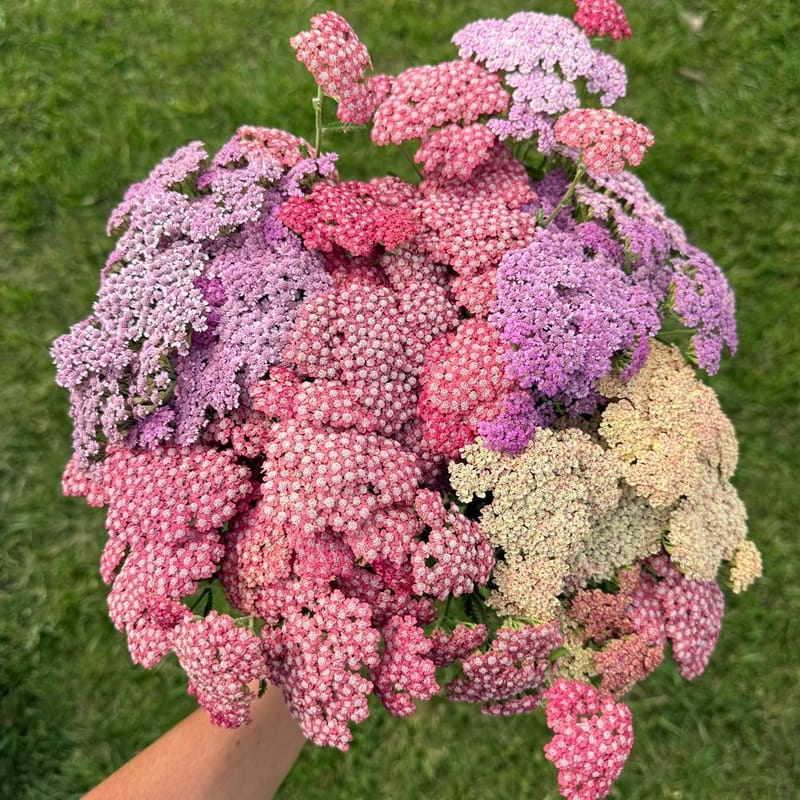Yarrow Achillea Flowerburst Fruit Bowl (75 seeds) - Monarch Gardens