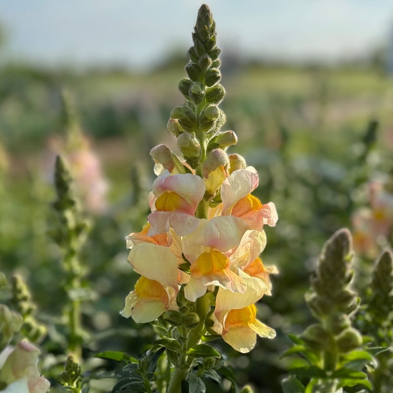 Snapdragon Opus White (30 seeds) - late spring/summer/fall - Monarch ...