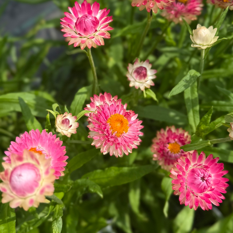 Strawflower Bright Rose (75 seeds) - Monarch Gardens