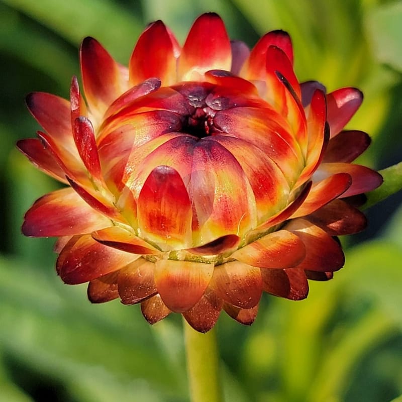Strawflower Copper Red (75 seeds) - Monarch Gardens