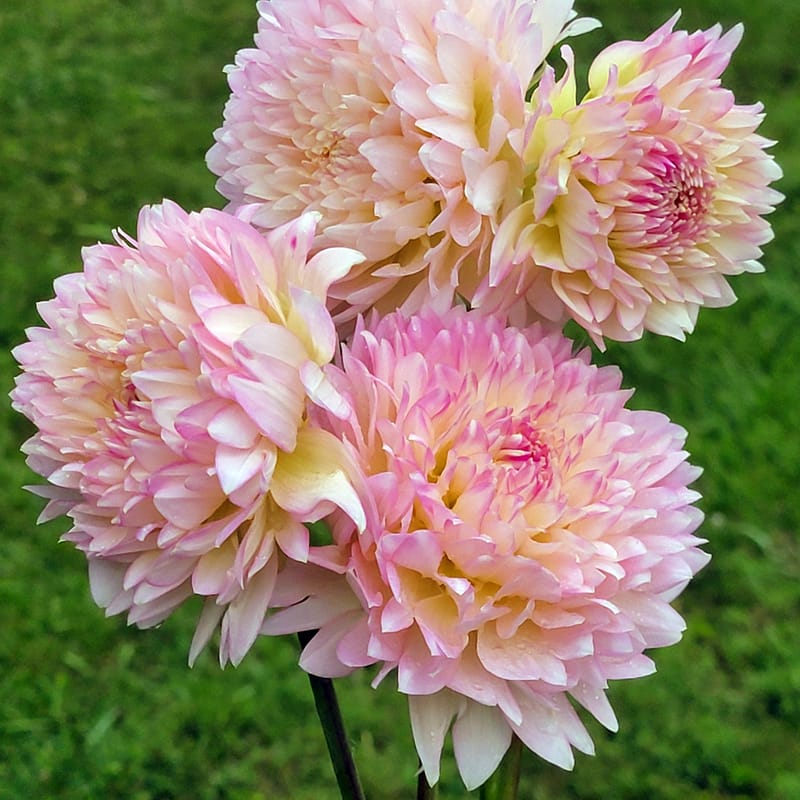 Dahlia Seeds - Hapet Old Charm seed parent (4 seeds) - Monarch Gardens