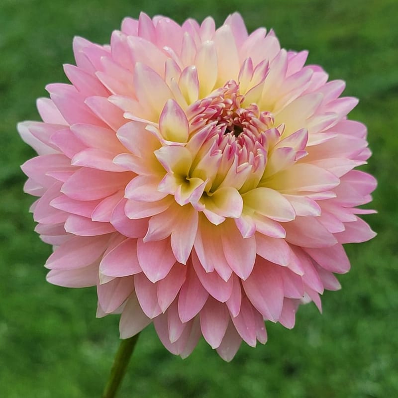 Dahlia Seeds - Hapet Old Charm seed parent (4 seeds) - Monarch Gardens