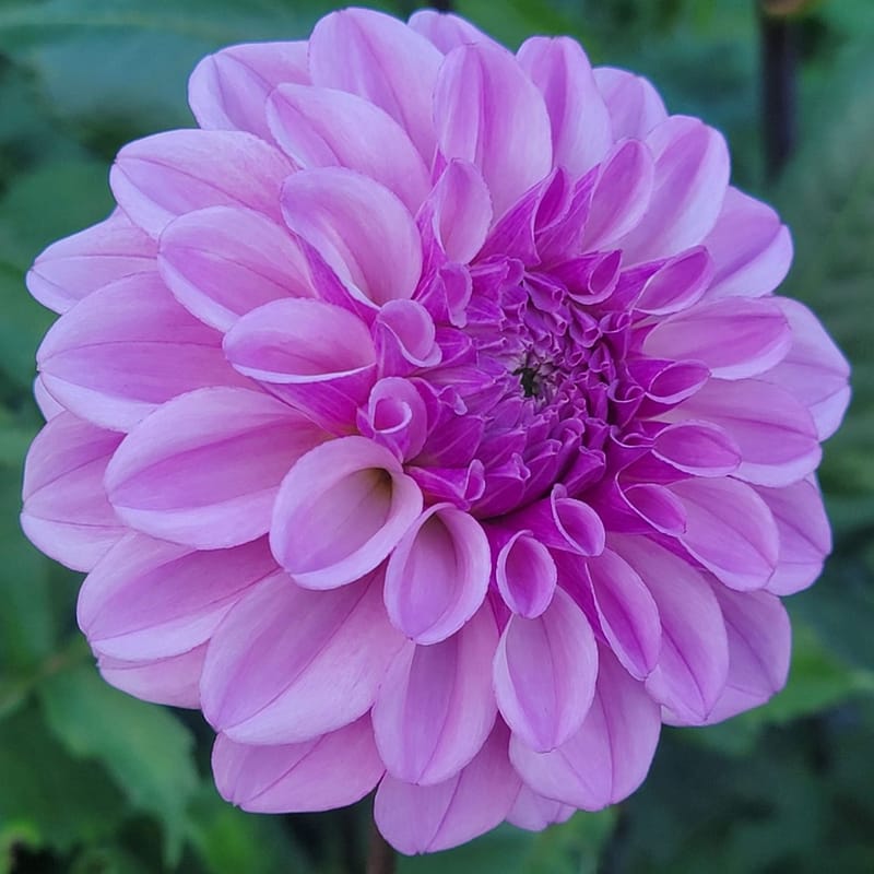 Lee's Provence (Limit 2) - Monarch Gardens