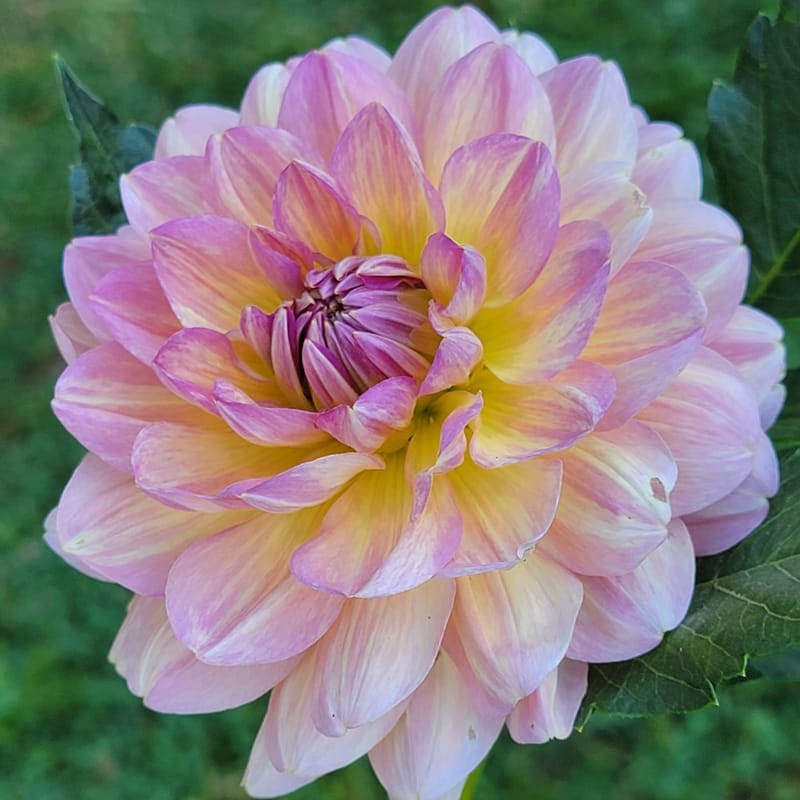 Dahlia Seeds - Hapet Old Charm seed parent (4 seeds) - Monarch Gardens