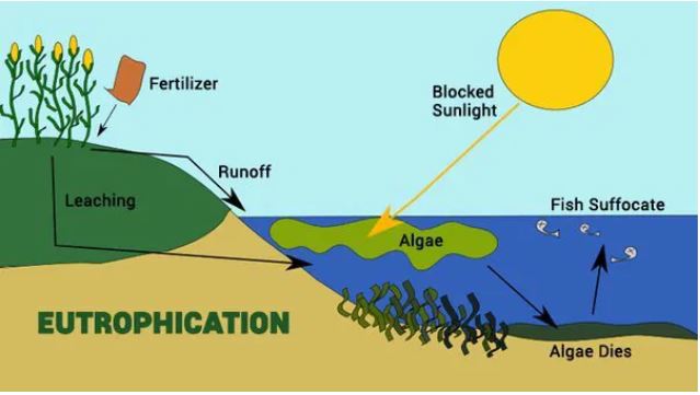 What is eutrophication store