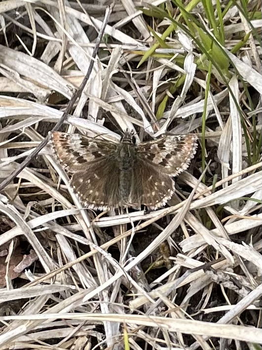 Dingy Skipper - SCIG