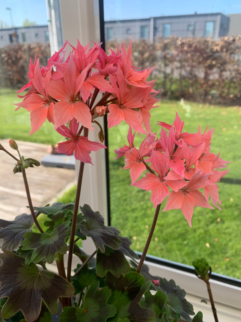 Årets Pelargon 2025 - Gammalt & Nytt