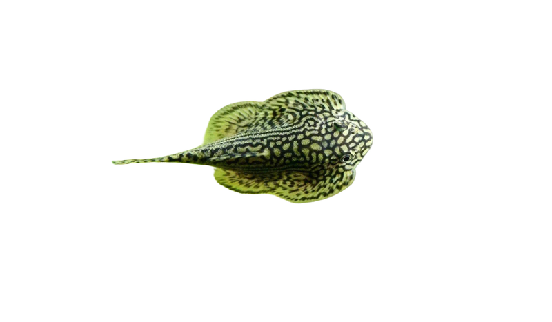 Hillstream Loach - Sewellia lineolata - Fanie's Fishroom