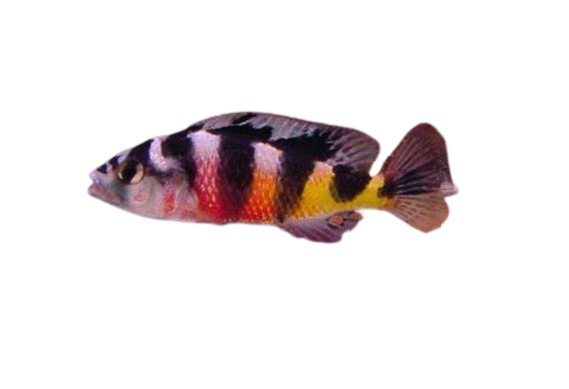 Lake Kyoga - Fanie's Fishroom