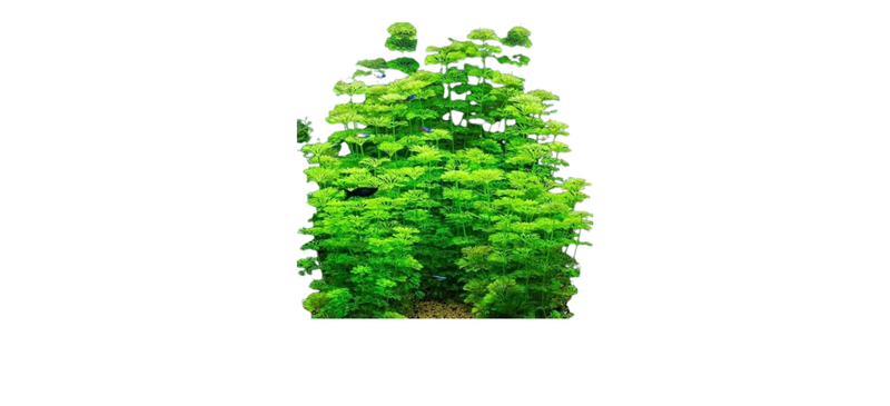 Limnophila sessiliflora (ambulia) - Fanie's Fishroom