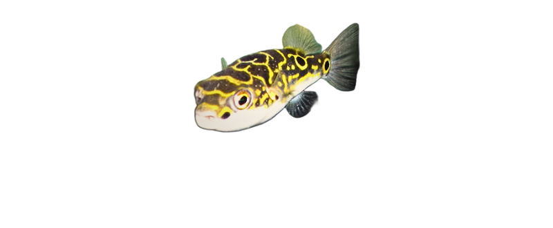 Figure 8 puffer - Fanie's Fishroom