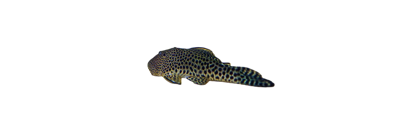 L444 - Spotted Rubbernose Pleco - Fanie's Fishroom