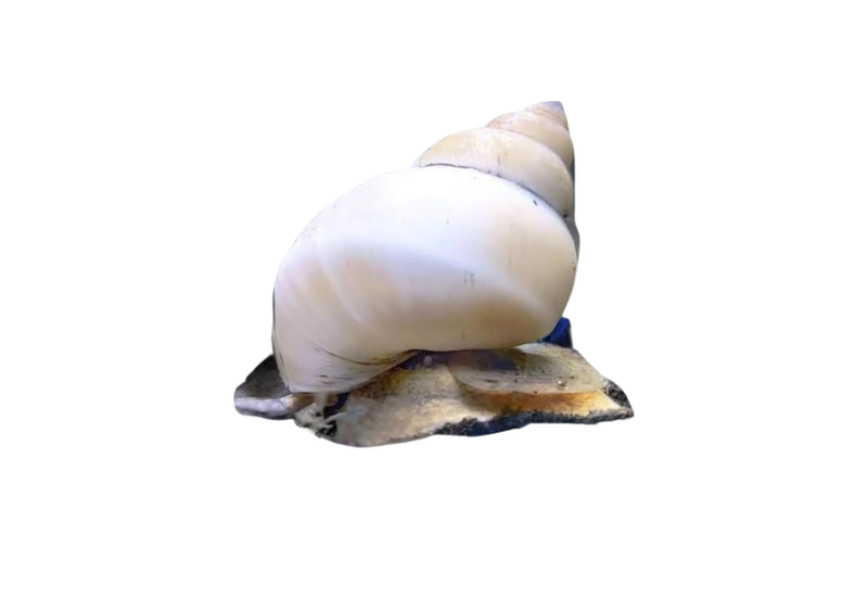 White Wizard Snail - Fanie's Fishroom