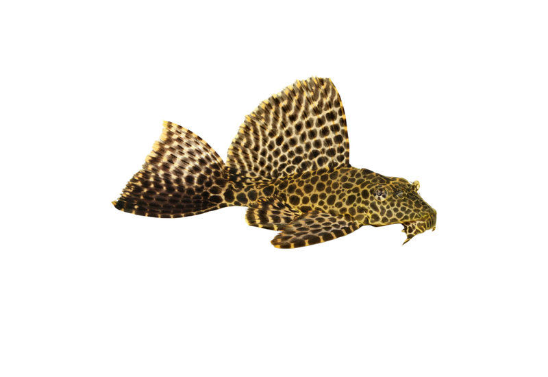 L387 - Tangerine Tiger Pleco - Fanie's Fishroom
