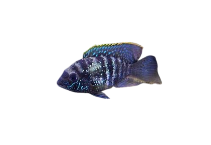 Blue Acara - Fanie's Fishroom