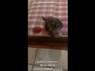 Kayla (Countess) - Best Friends Kennels