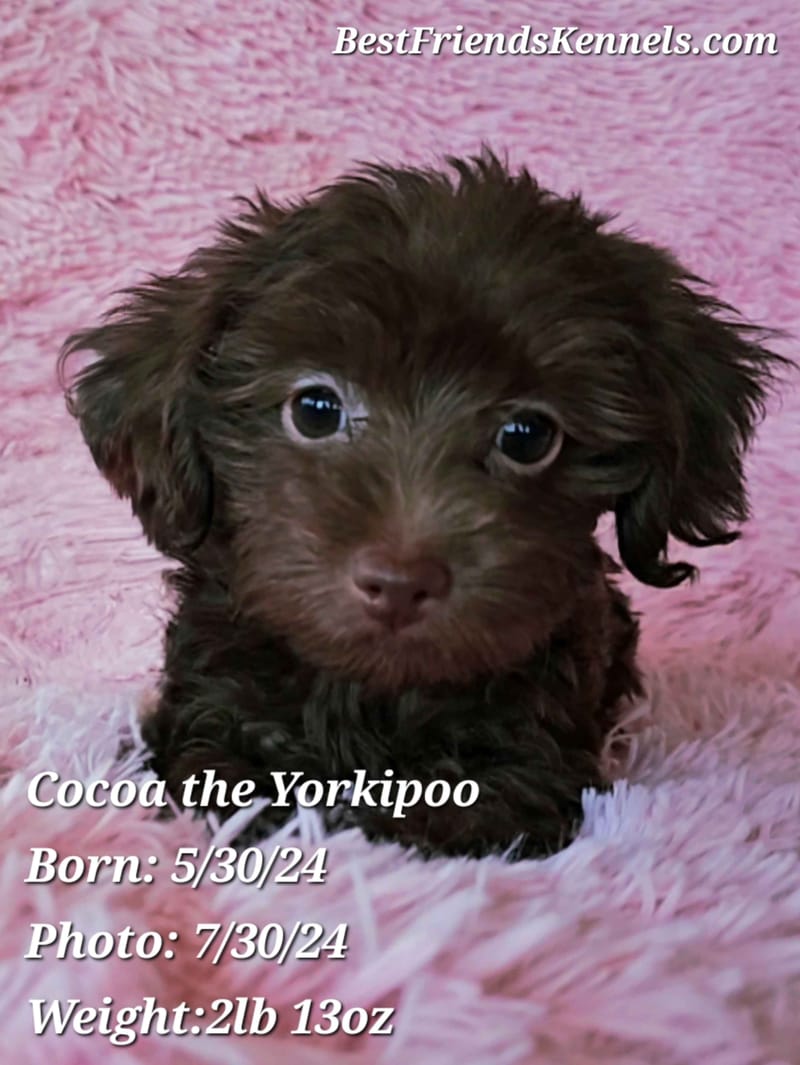 Cocoa the Yorkipoo - Best Friends Kennels