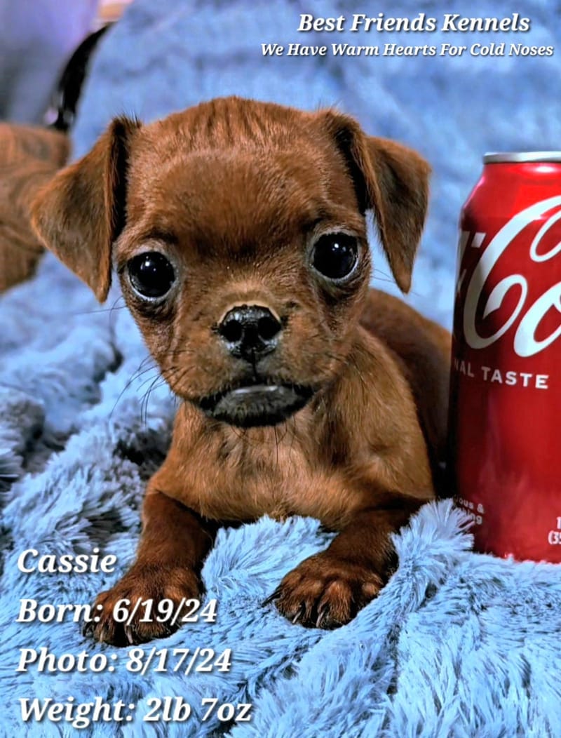 Cassie - Best Friends Kennels