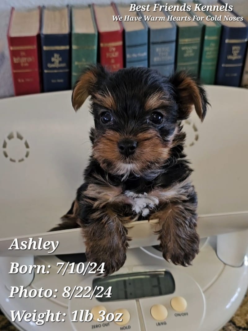 Teensy Tiny Teacup Puppies