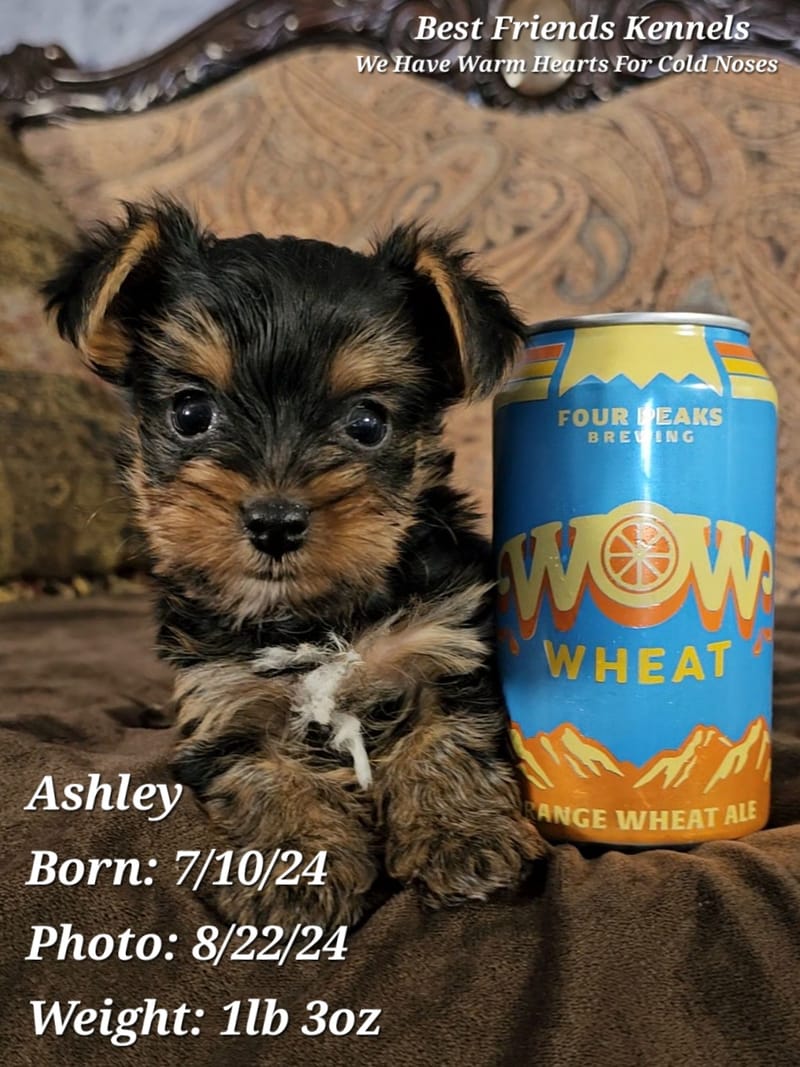 Teensy Tiny Teacup Puppies