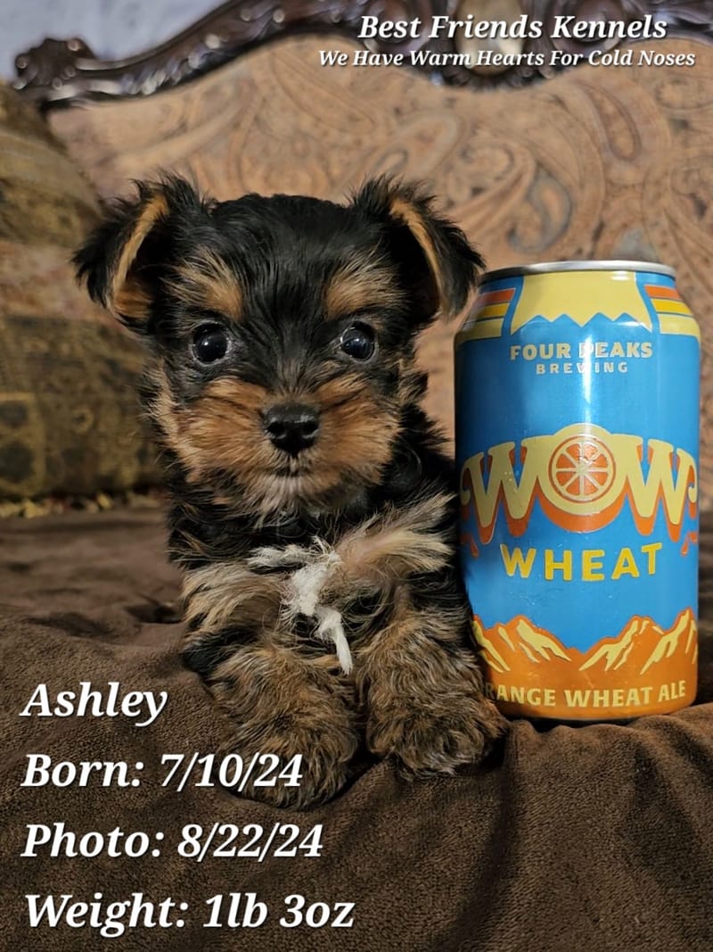 Teensy Tiny Teacup Puppies