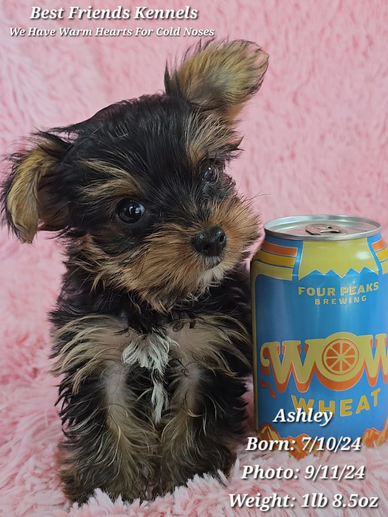 Teensy Tiny Teacup Puppies
