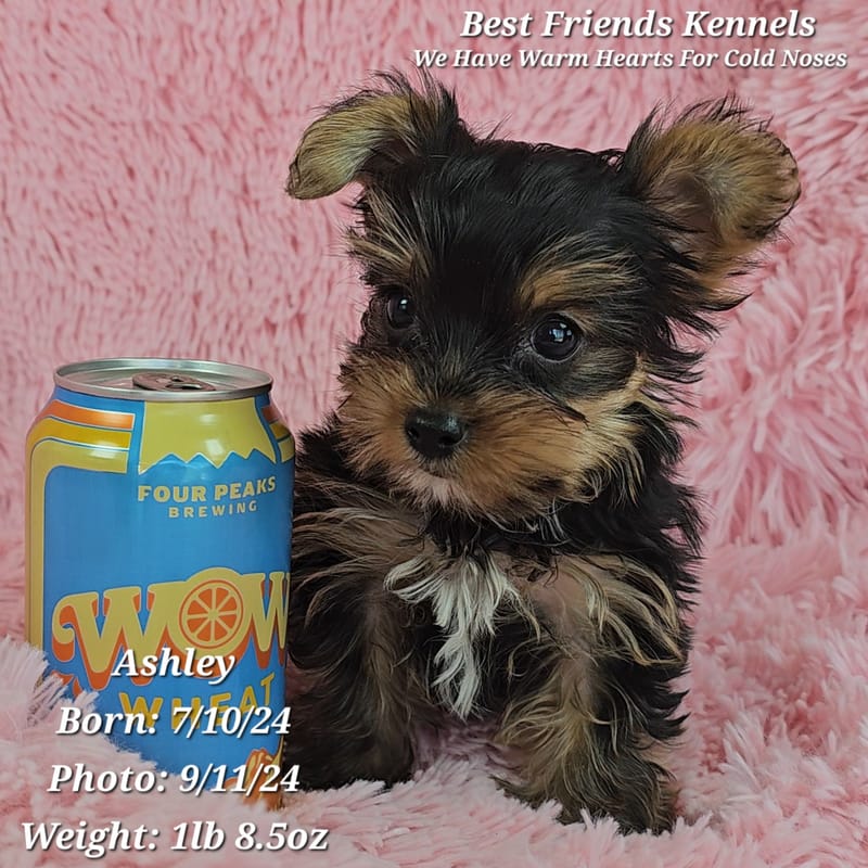 Teensy Tiny Teacup Puppies