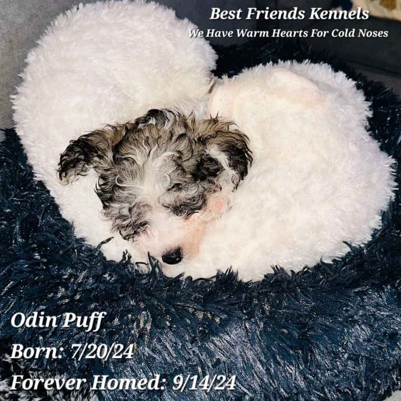 Odin-Puff (Puff) - Best Friends Kennels