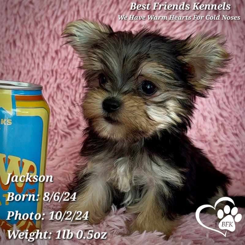 Jax (Jackson) the Morkie - Best Friends Kennels