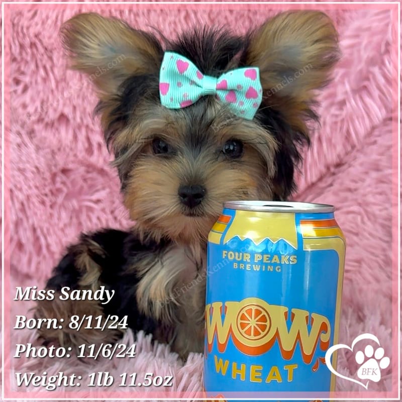 Miss Sandy - Best Friends Kennels