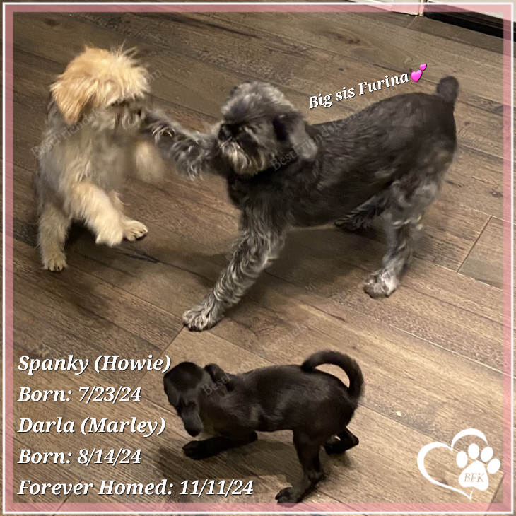 Spanky (Howie) the Shiffon - Best Friends Kennels