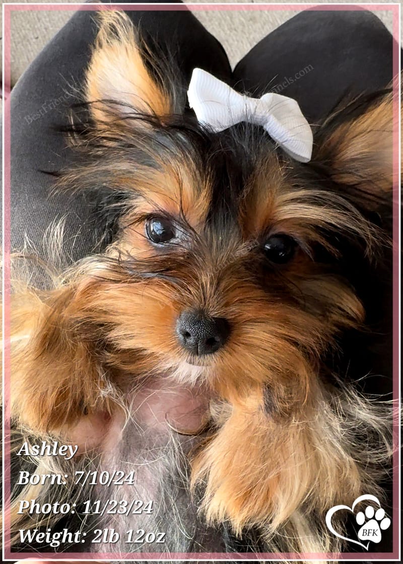 Teensy Tiny Teacup Puppies